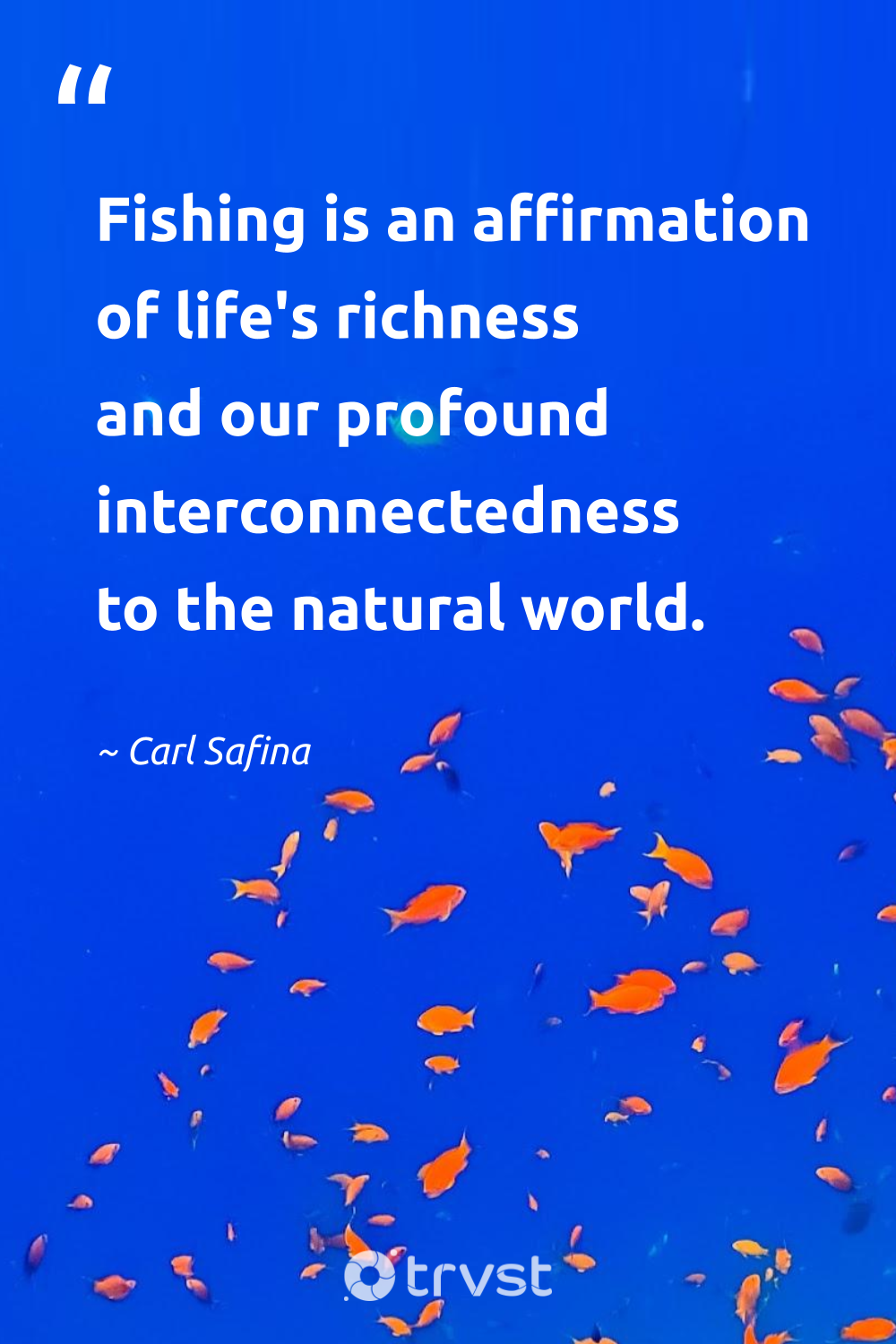 55 Fish Quotes And Sayings Swimming In Inspiration