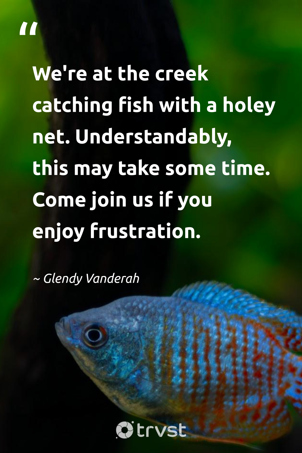 55 Fish Quotes And Sayings Swimming In Inspiration
