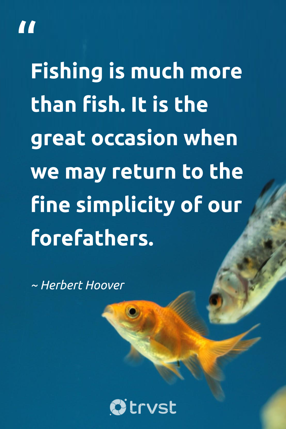 55 Fish Quotes And Sayings Swimming In Inspiration