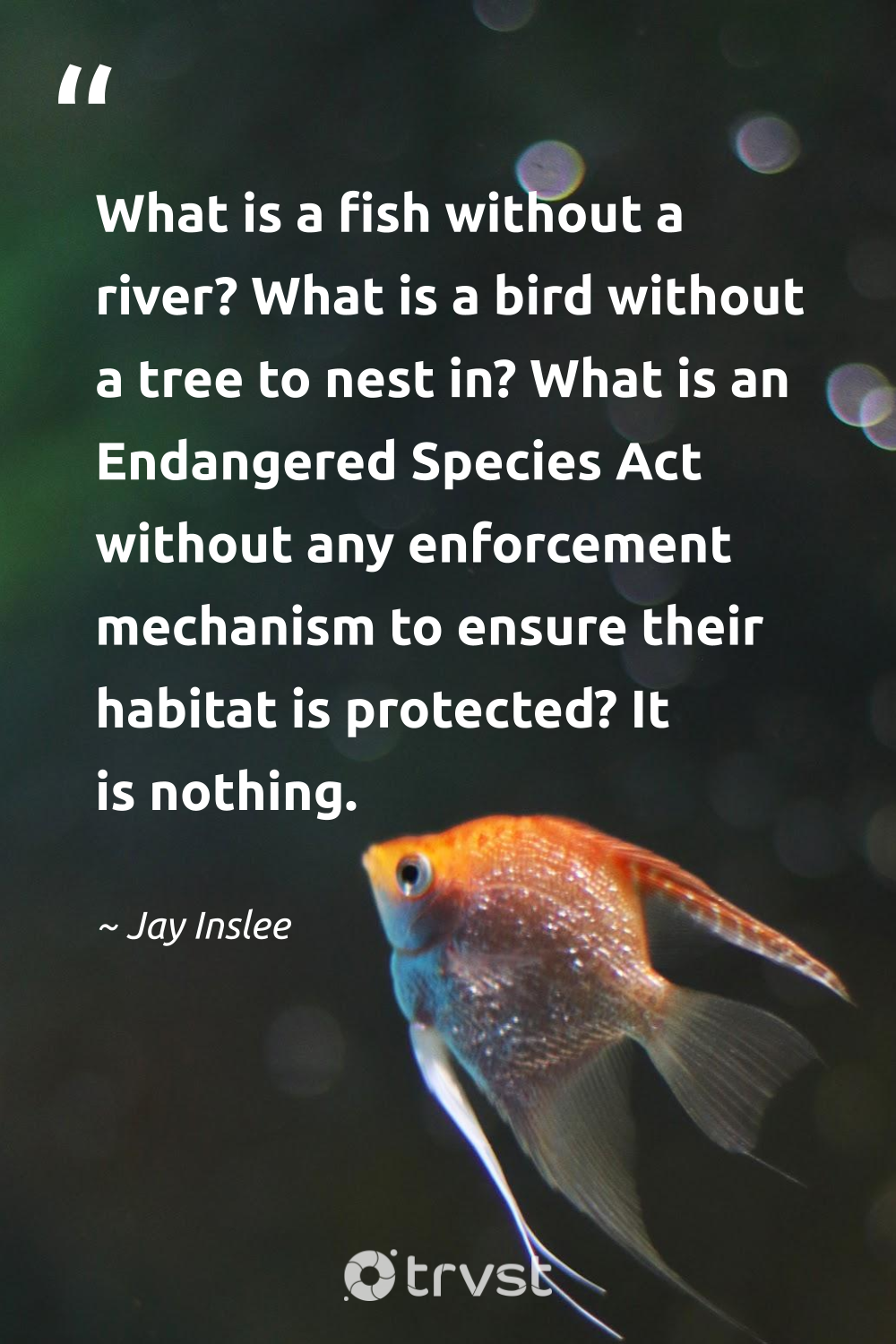 55 Fish Quotes And Sayings Swimming In Inspiration