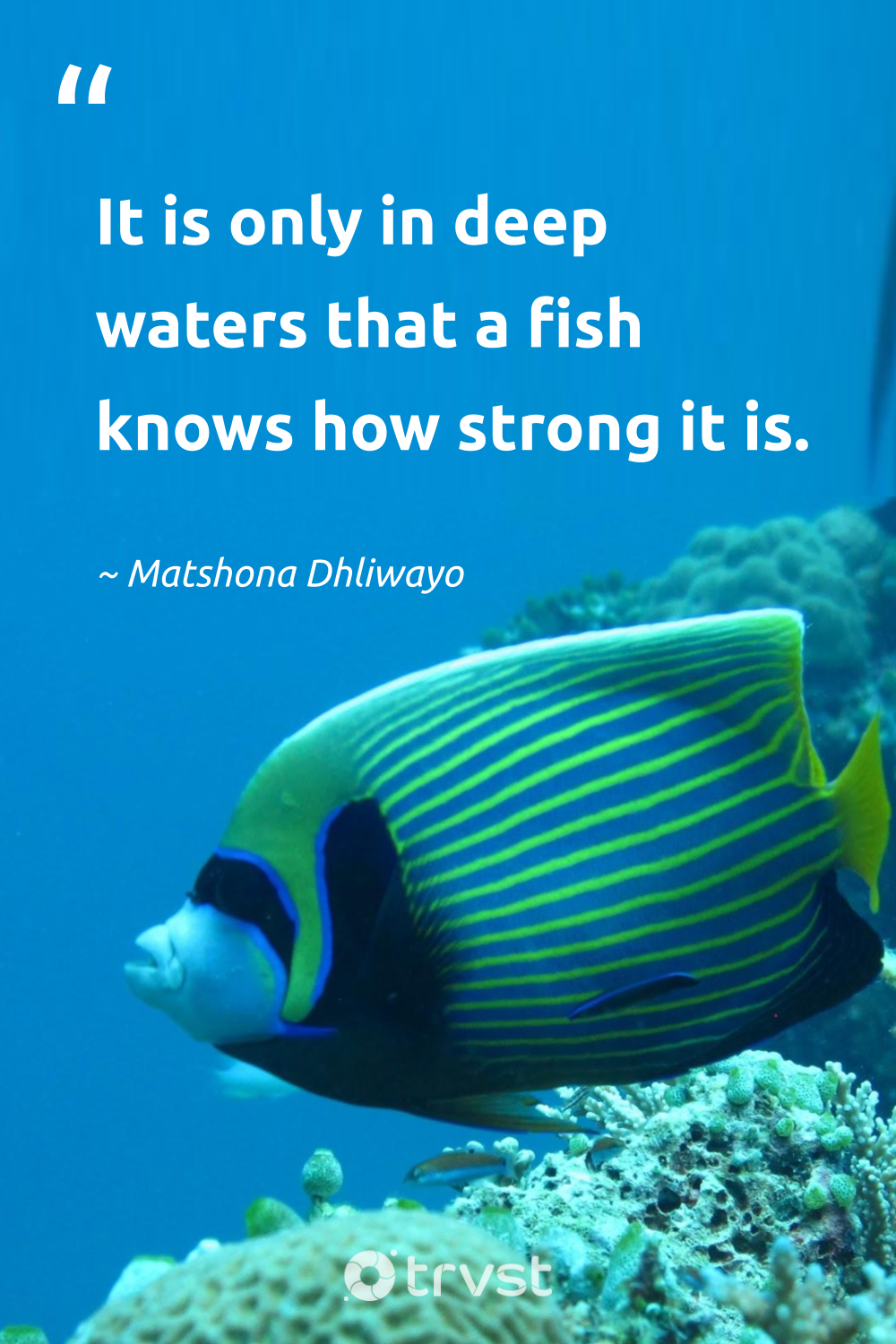 55 Fish Quotes And Sayings Swimming In Inspiration