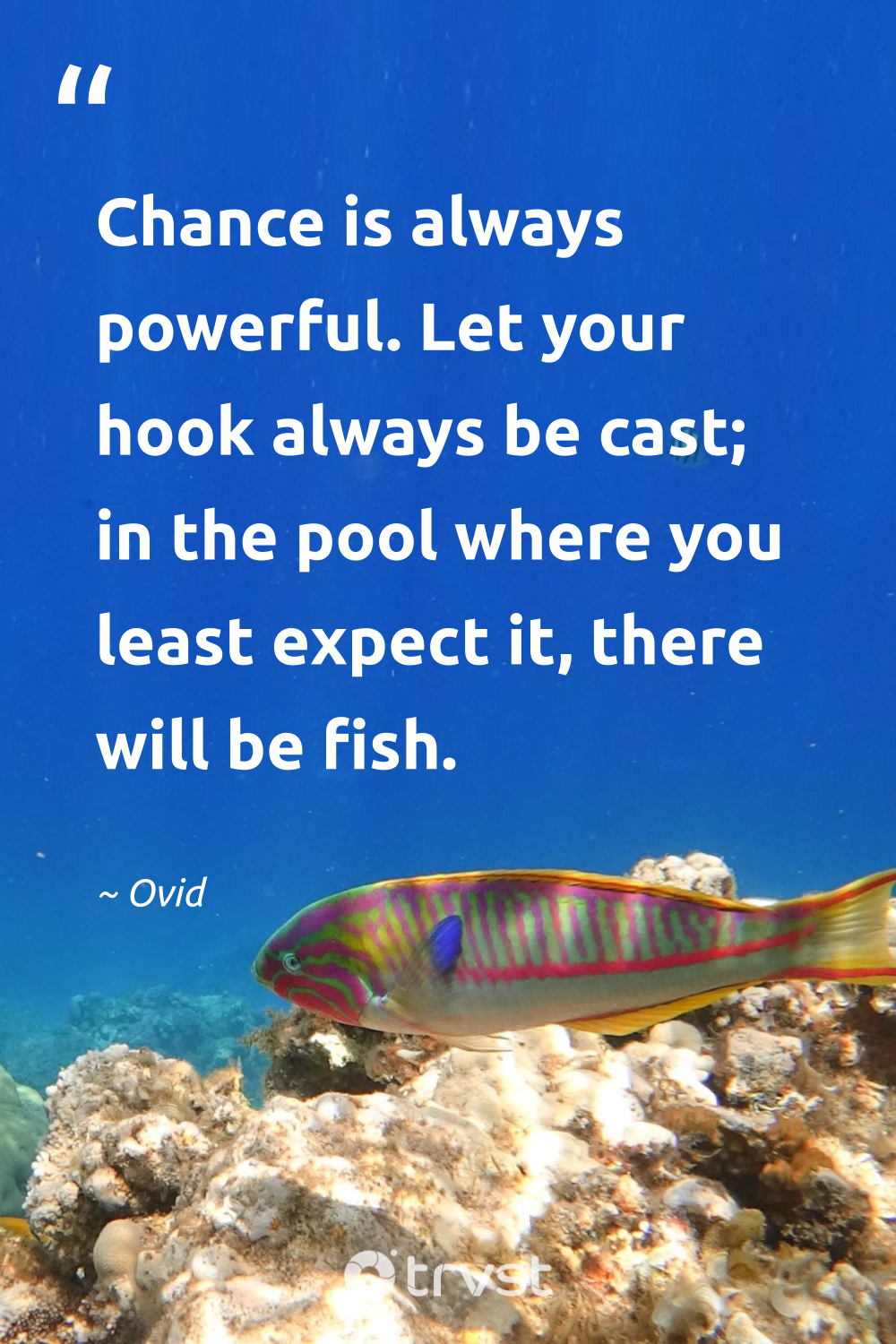 55 Fish Quotes And Sayings Swimming In Inspiration