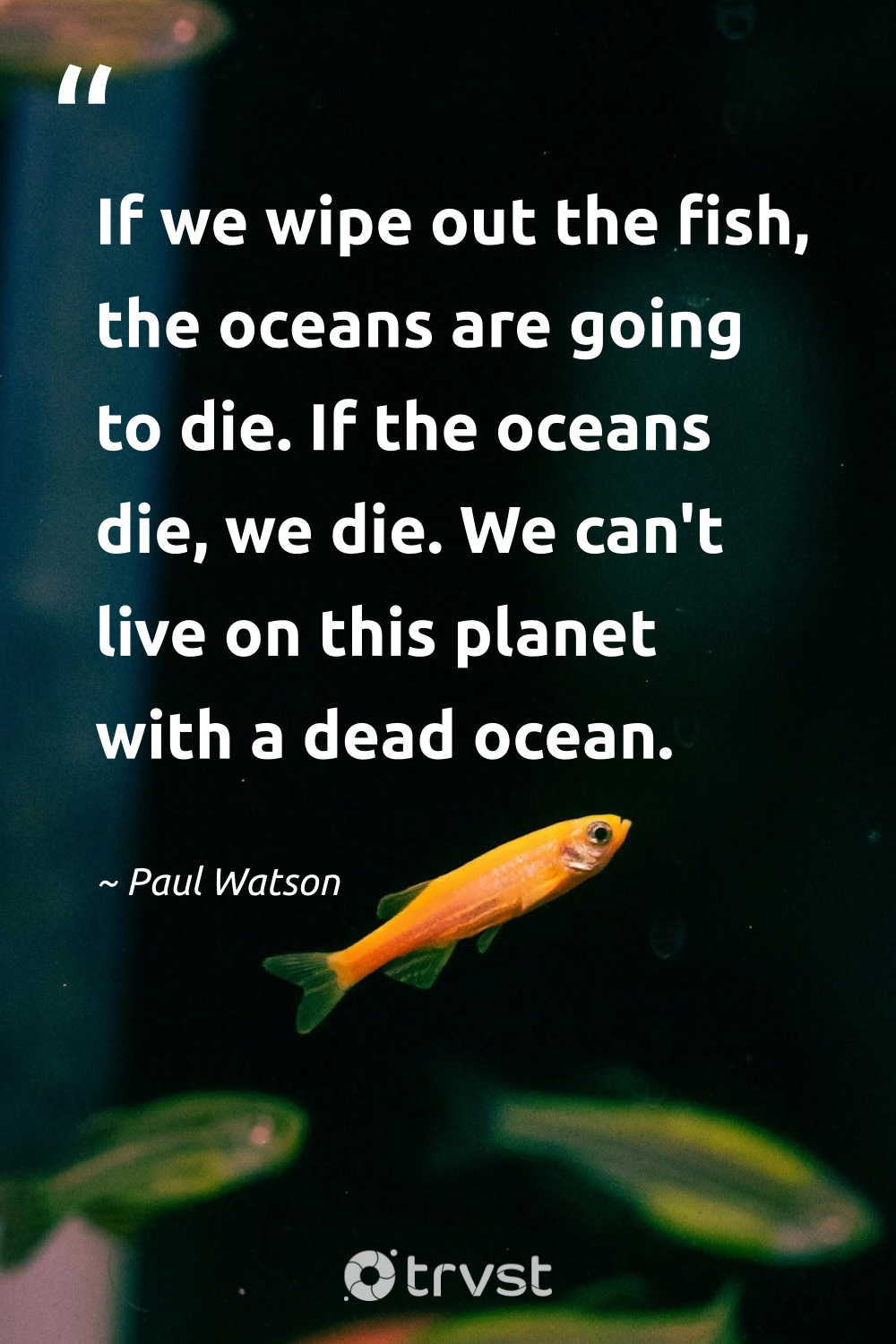 55 Fish Quotes And Sayings Swimming In Inspiration