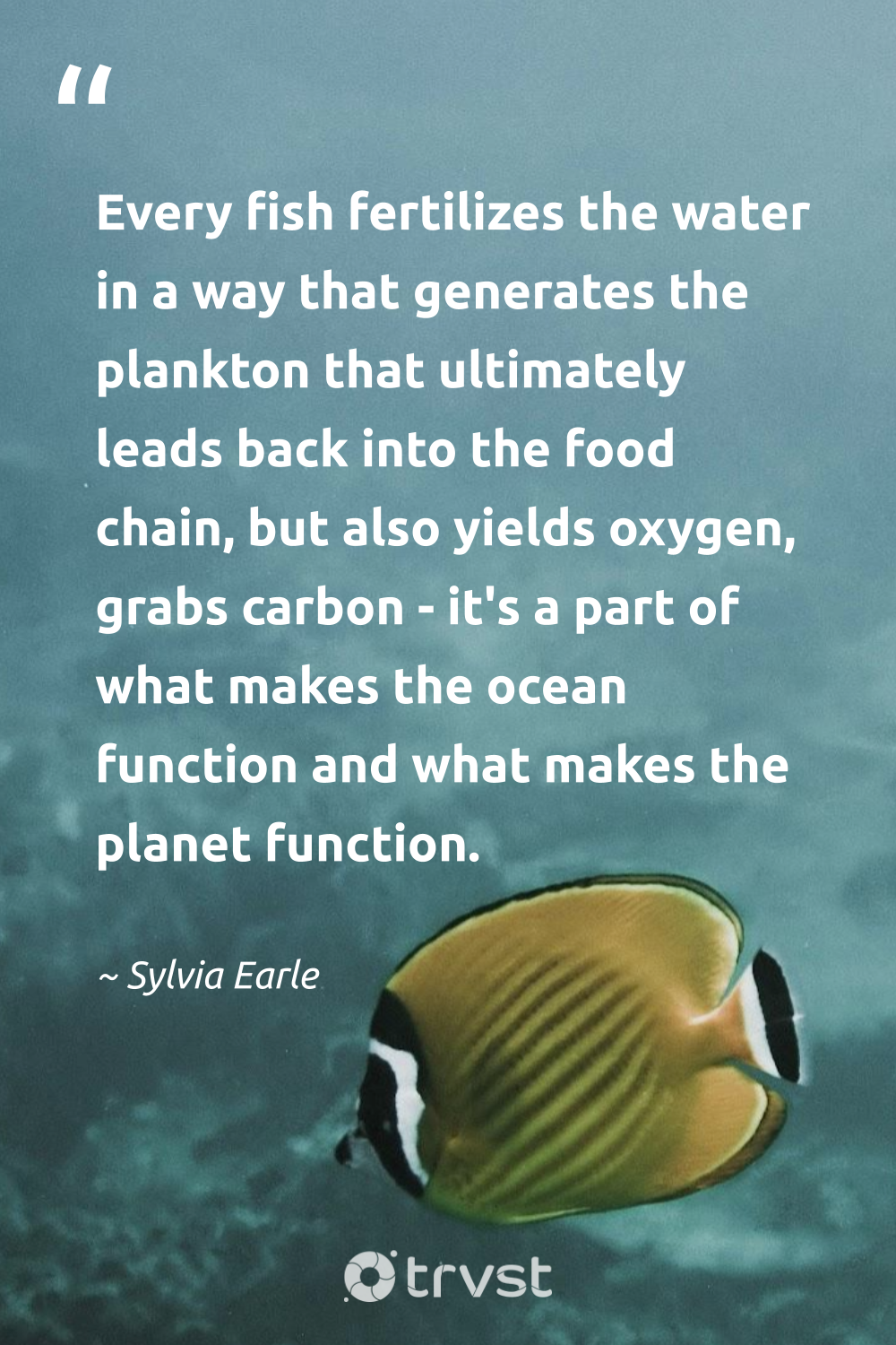 55 Fish Quotes And Sayings Swimming In Inspiration