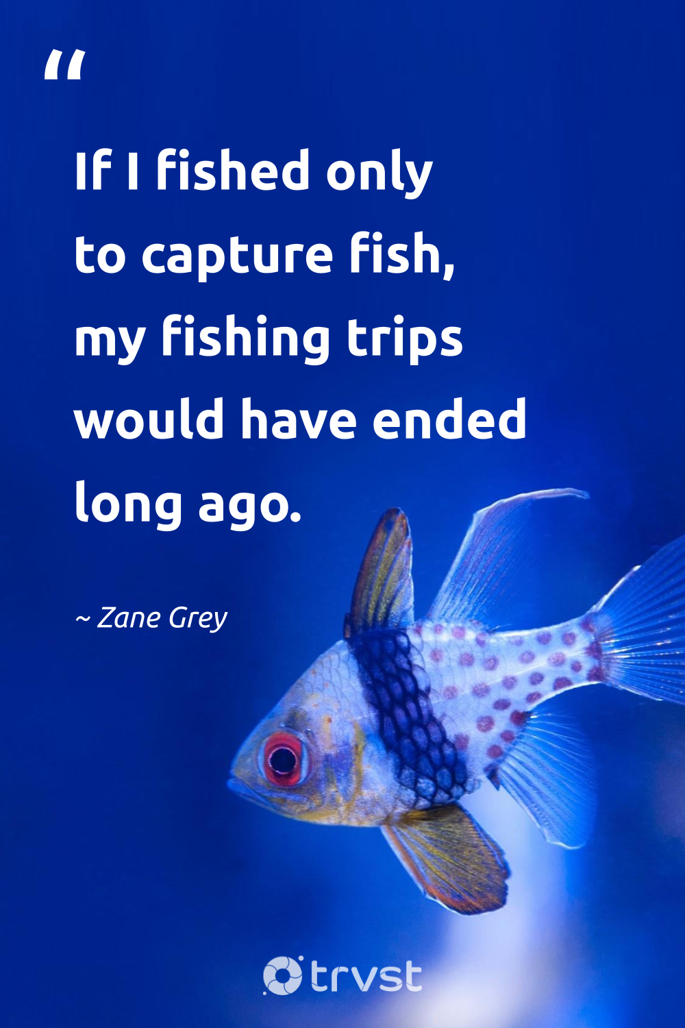 55 Fish Quotes And Sayings Swimming In Inspiration
