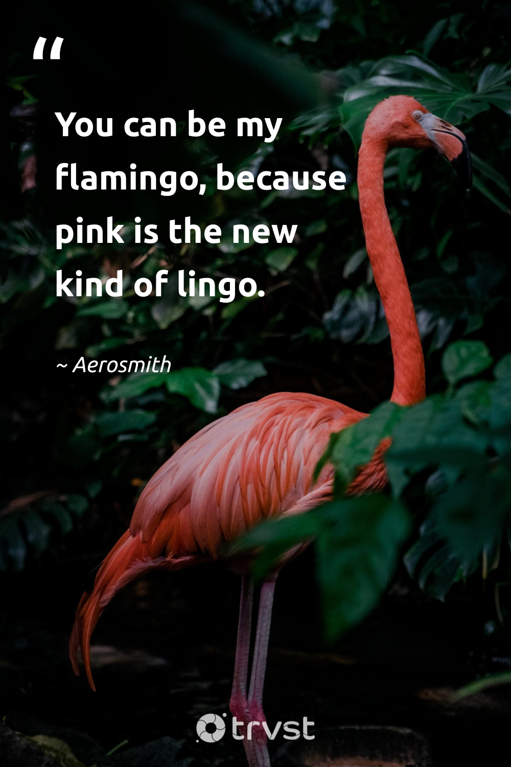24 Flamingo Quotes & Sayings About These Fabulous Birds (2024)