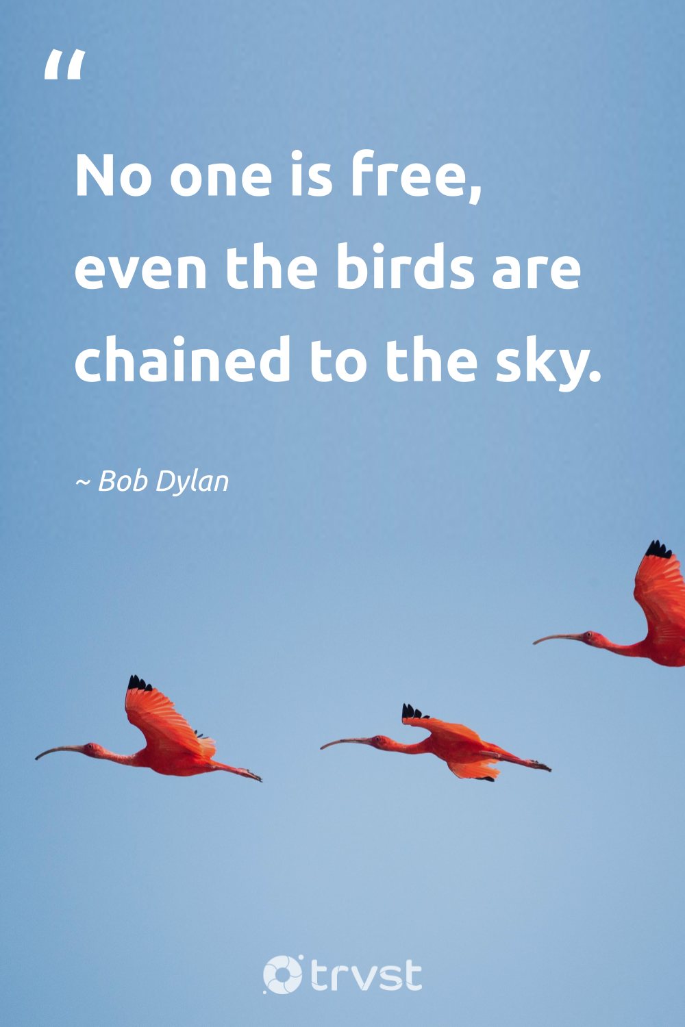 24 Flamingo Quotes & Sayings About These Fabulous Birds (2024)