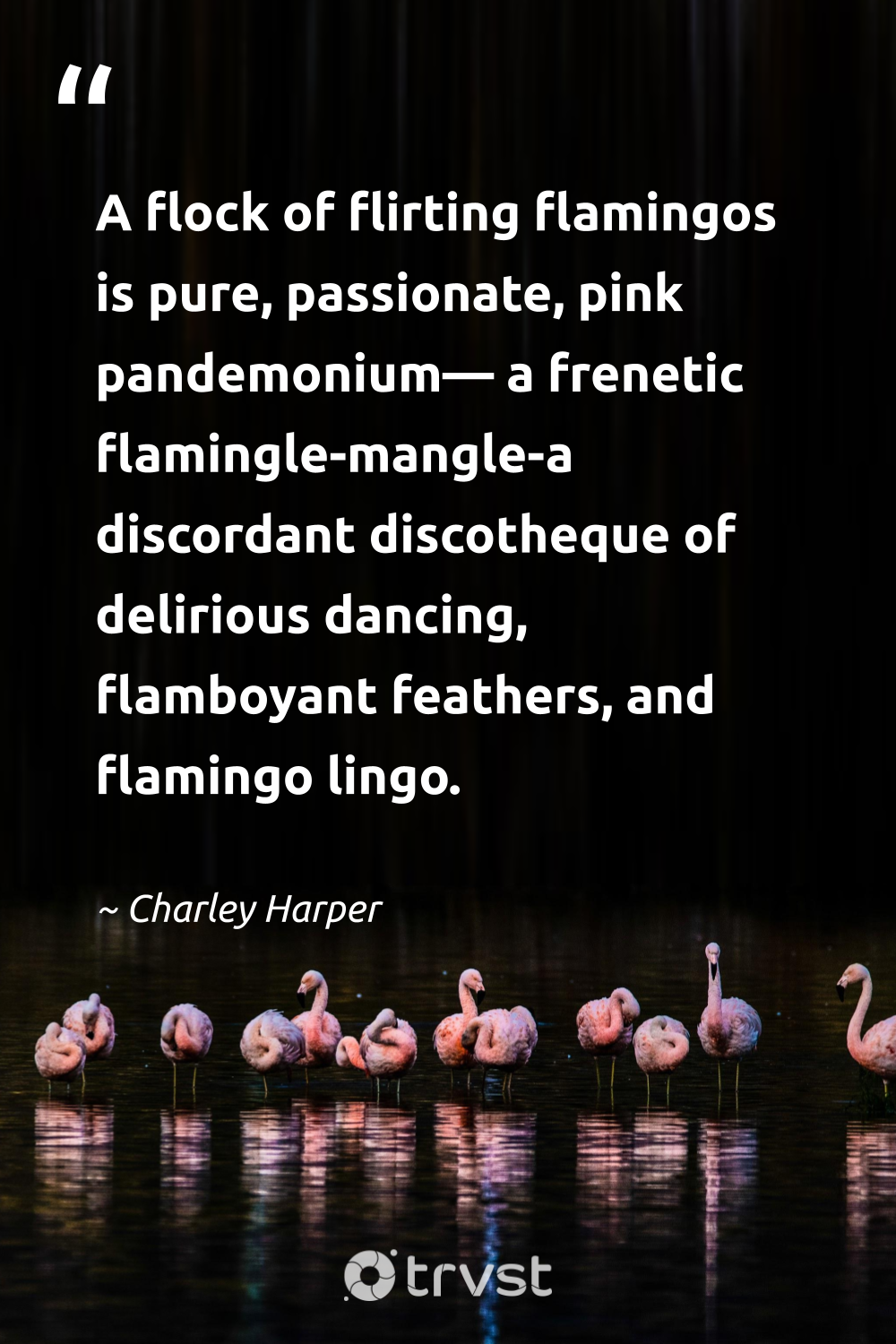 24 Flamingo Quotes & Sayings About These Fabulous Birds (2025)
