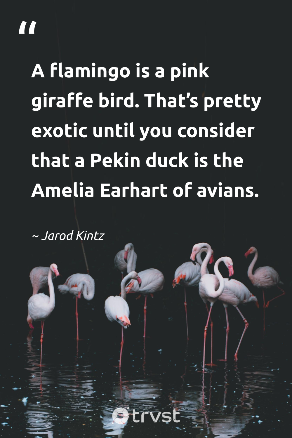 24 Flamingo Quotes & Sayings About These Fabulous Birds (2024)