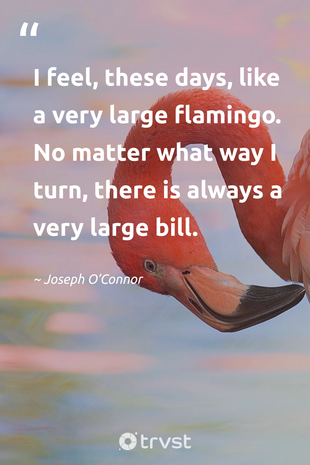 24 Flamingo Quotes & Sayings About These Fabulous Birds (2024)
