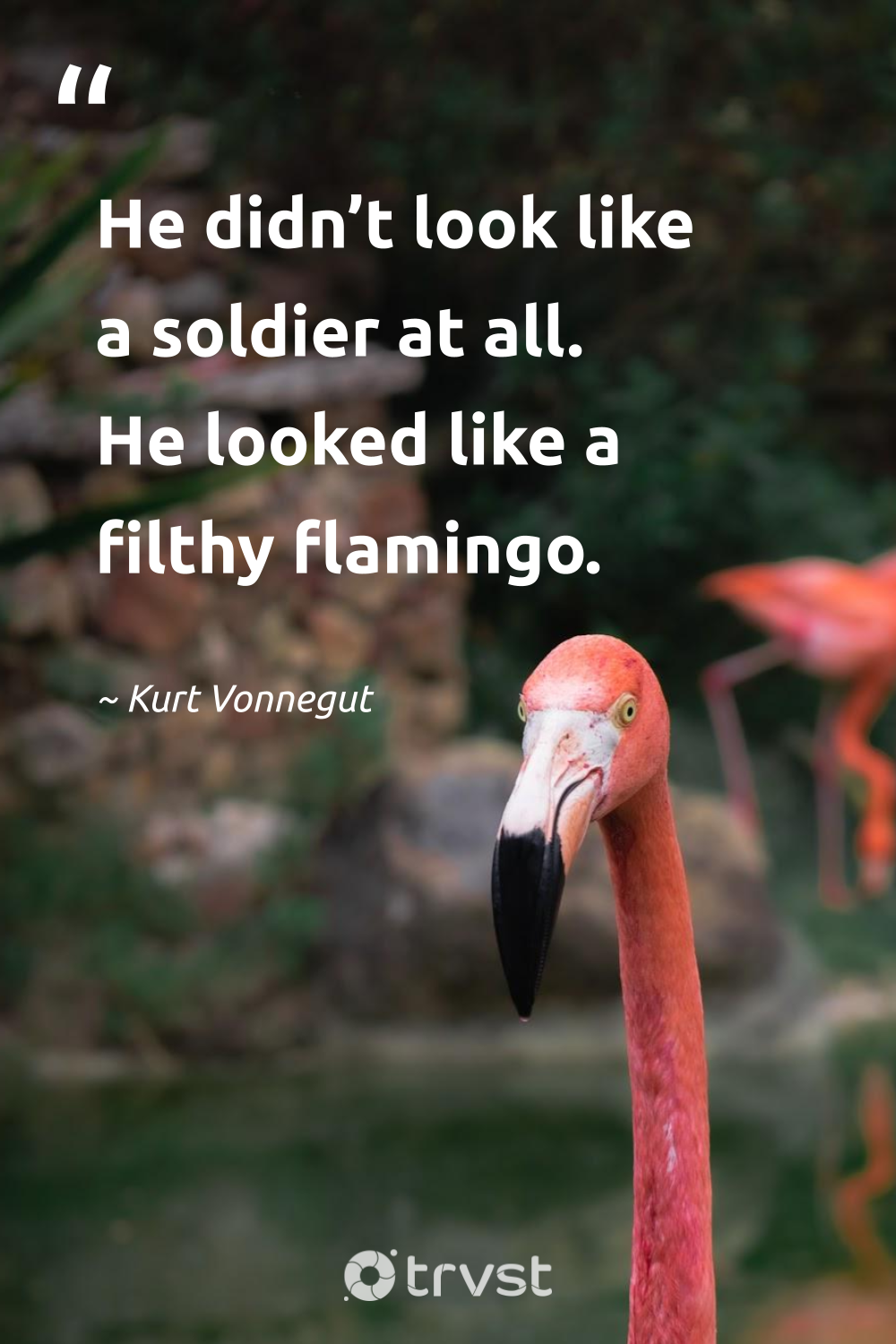 24 Flamingo Quotes & Sayings About These Fabulous Birds (2024)