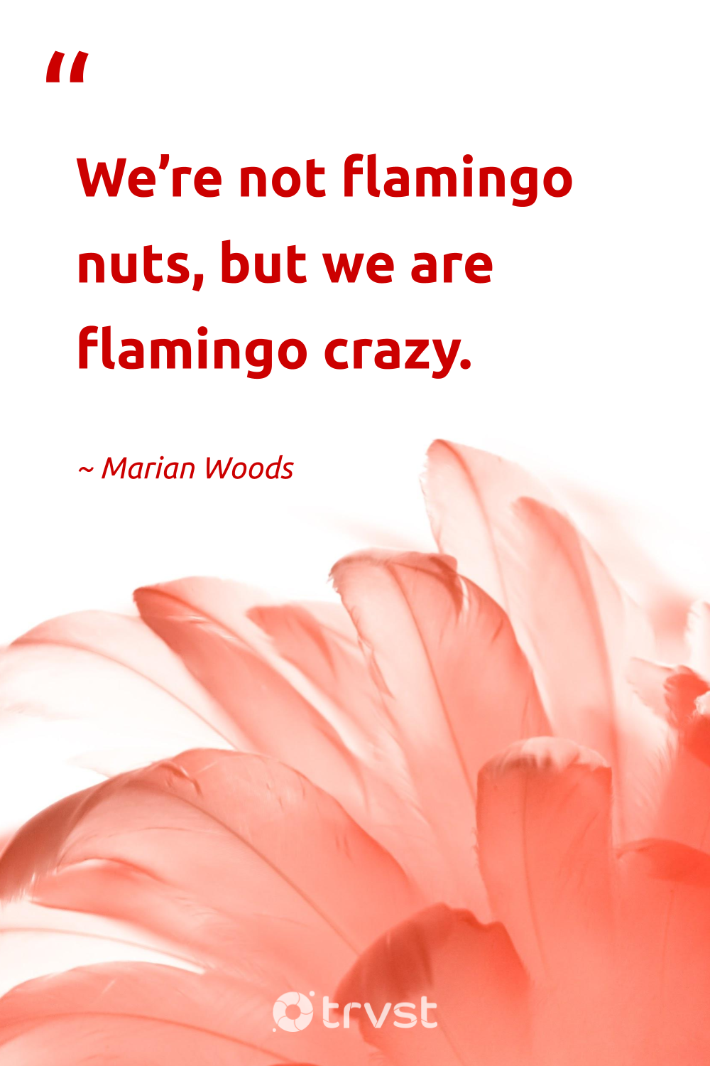 24 Flamingo Quotes & Sayings About These Fabulous Birds (2024)