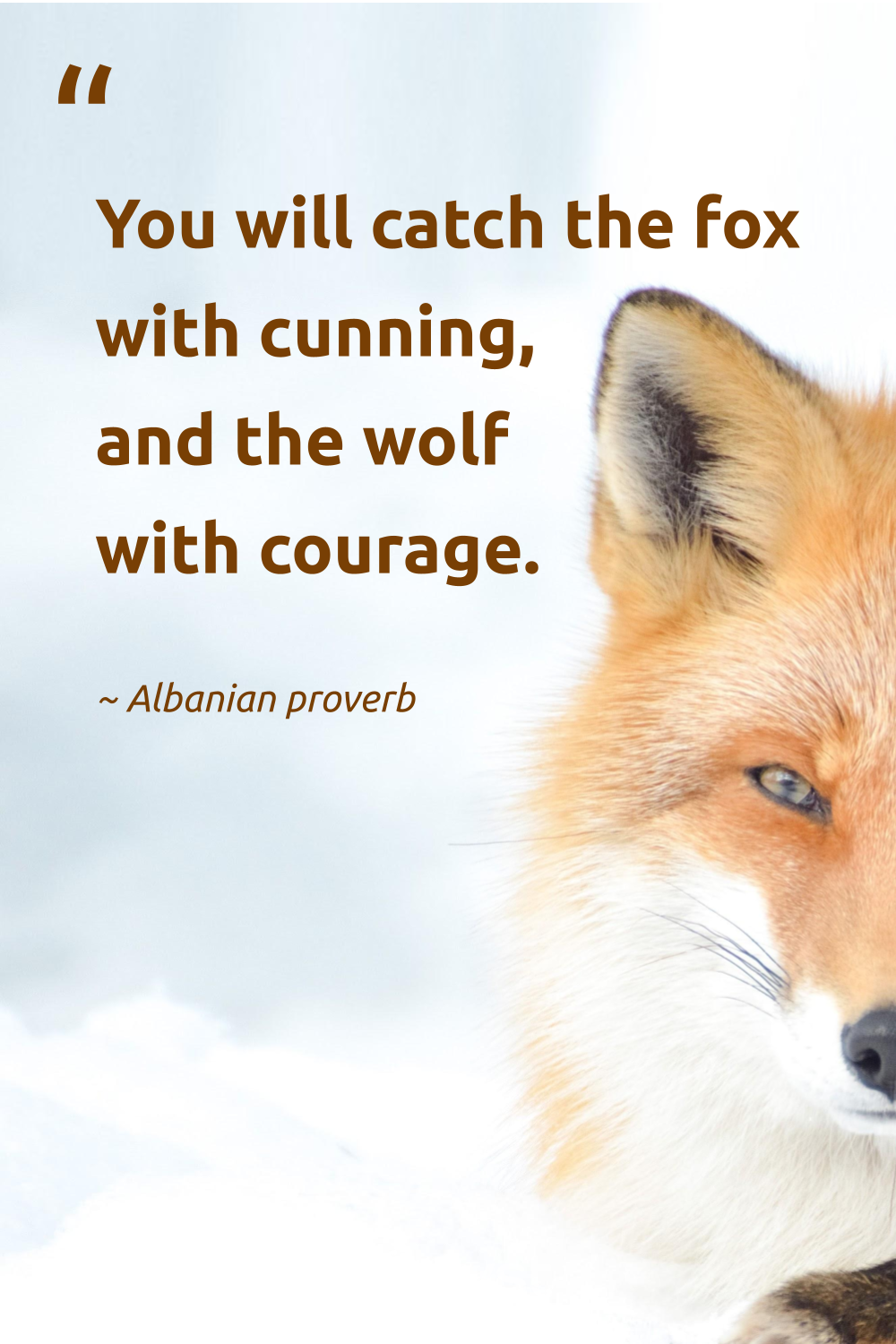 40 Fascinating Fox Quotes about the Clever Canines (2025)