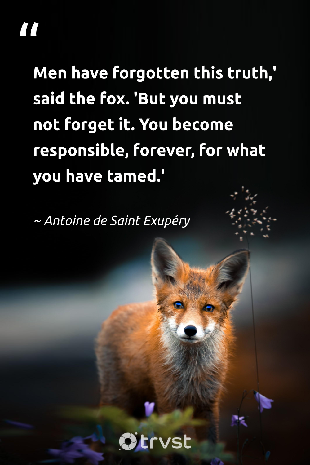 40 Fascinating Fox Quotes about the Clever Canines (2024)
