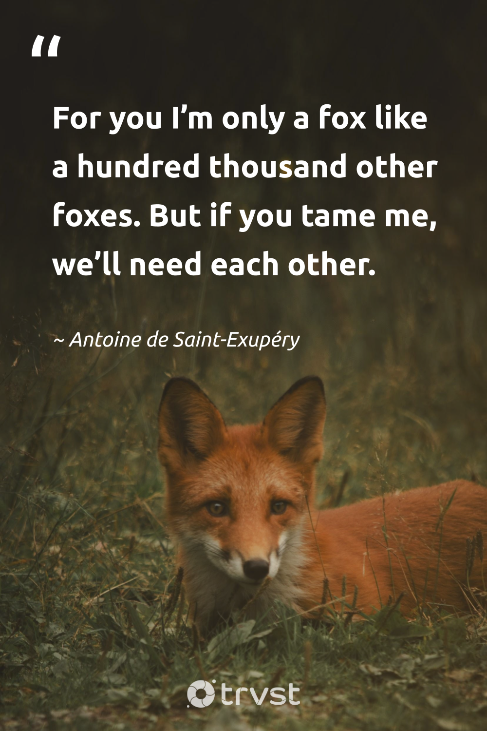 40 Fascinating Fox Quotes about the Clever Canines (2024)