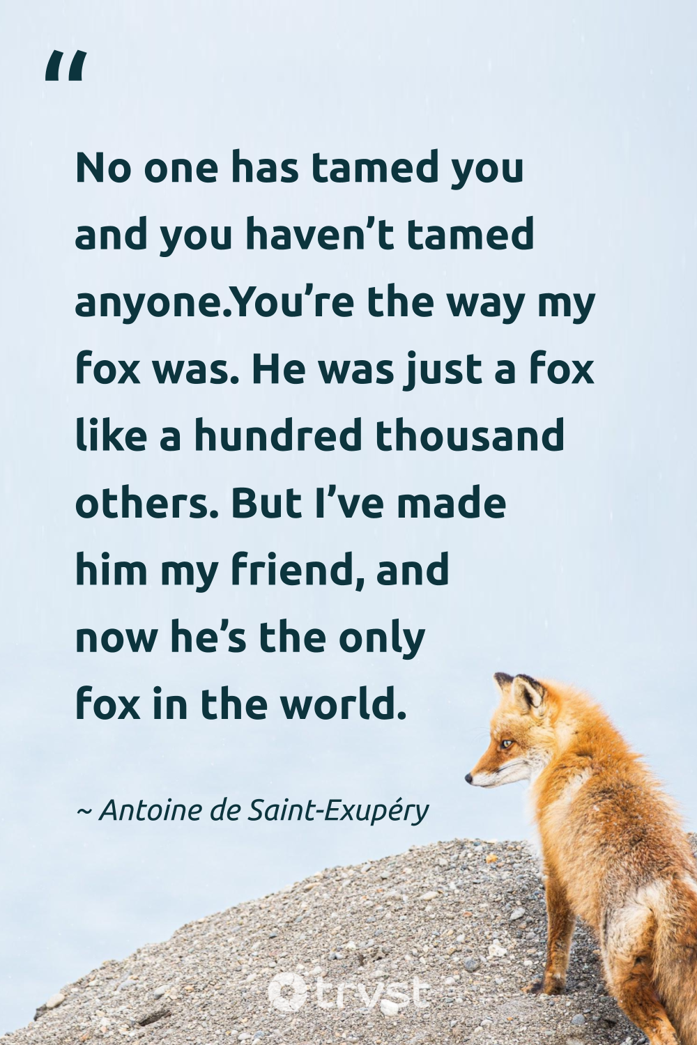 40 Fascinating Fox Quotes about the Clever Canines (2024)