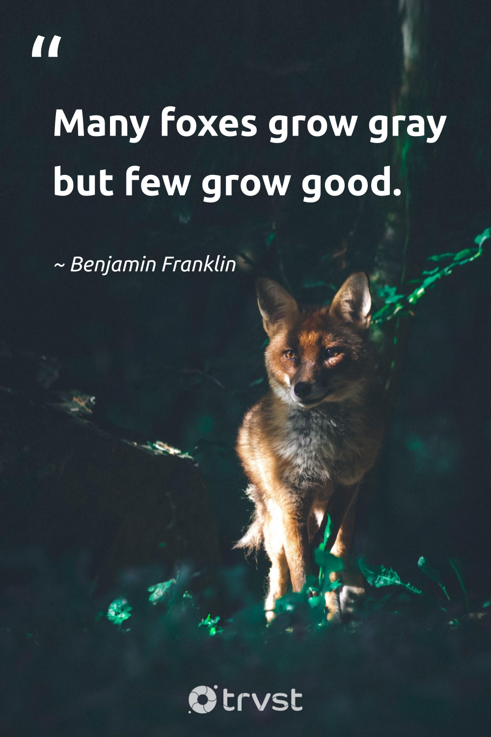 40 Fascinating Fox Quotes about the Clever Canines (2024)