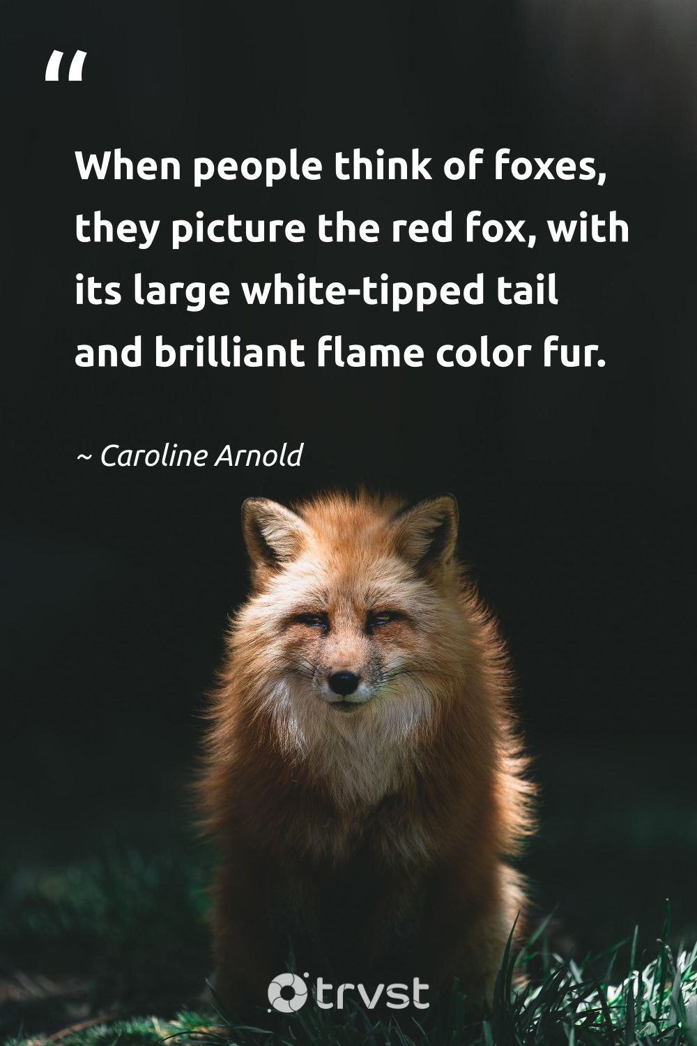 40 Fascinating Fox Quotes about the Clever Canines (2025)