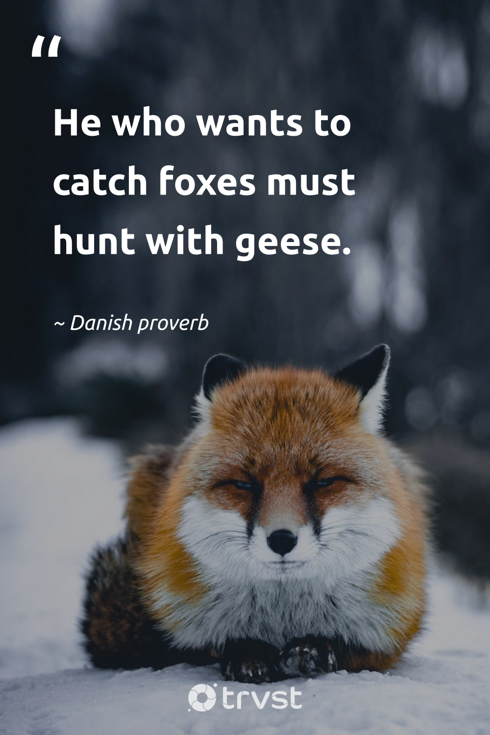 40 Fascinating Fox Quotes about the Clever Canines (2024)