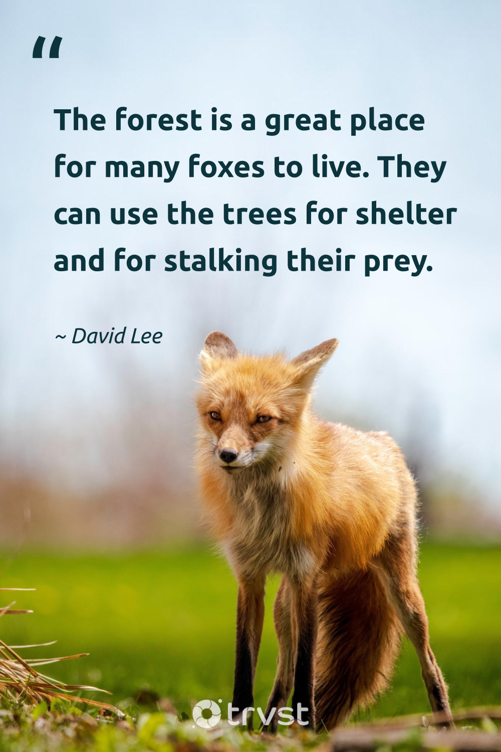 40 Fascinating Fox Quotes about the Clever Canines (2025)