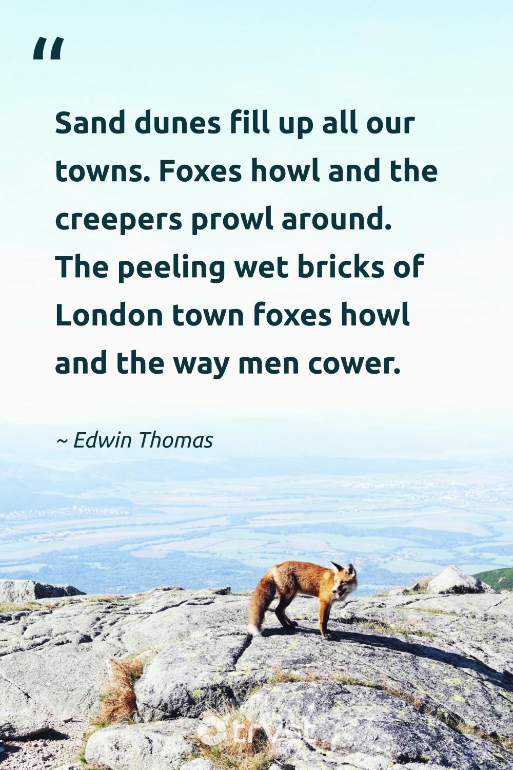 40 Fascinating Fox Quotes about the Clever Canines (2024)