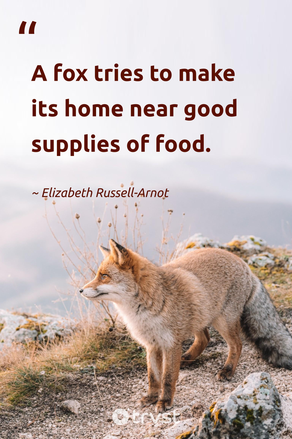 40 Fascinating Fox Quotes about the Clever Canines (2025)