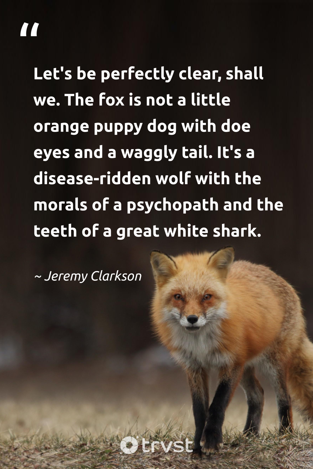 40 Fascinating Fox Quotes about the Clever Canines (2025)