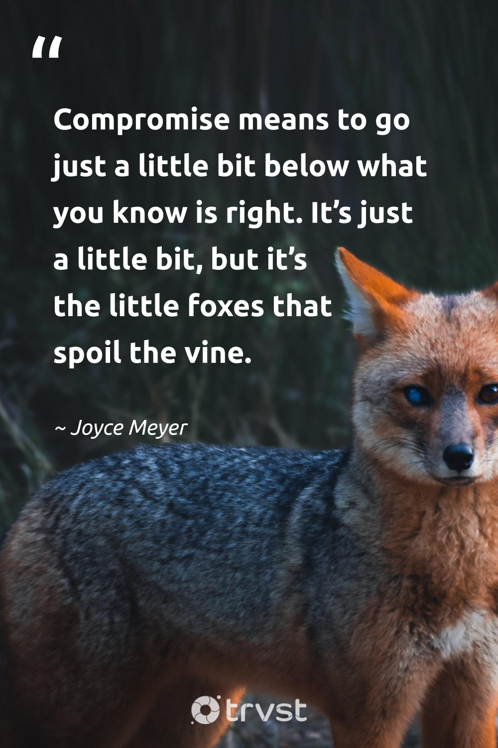 40 Fascinating Fox Quotes about the Clever Canines (2024)