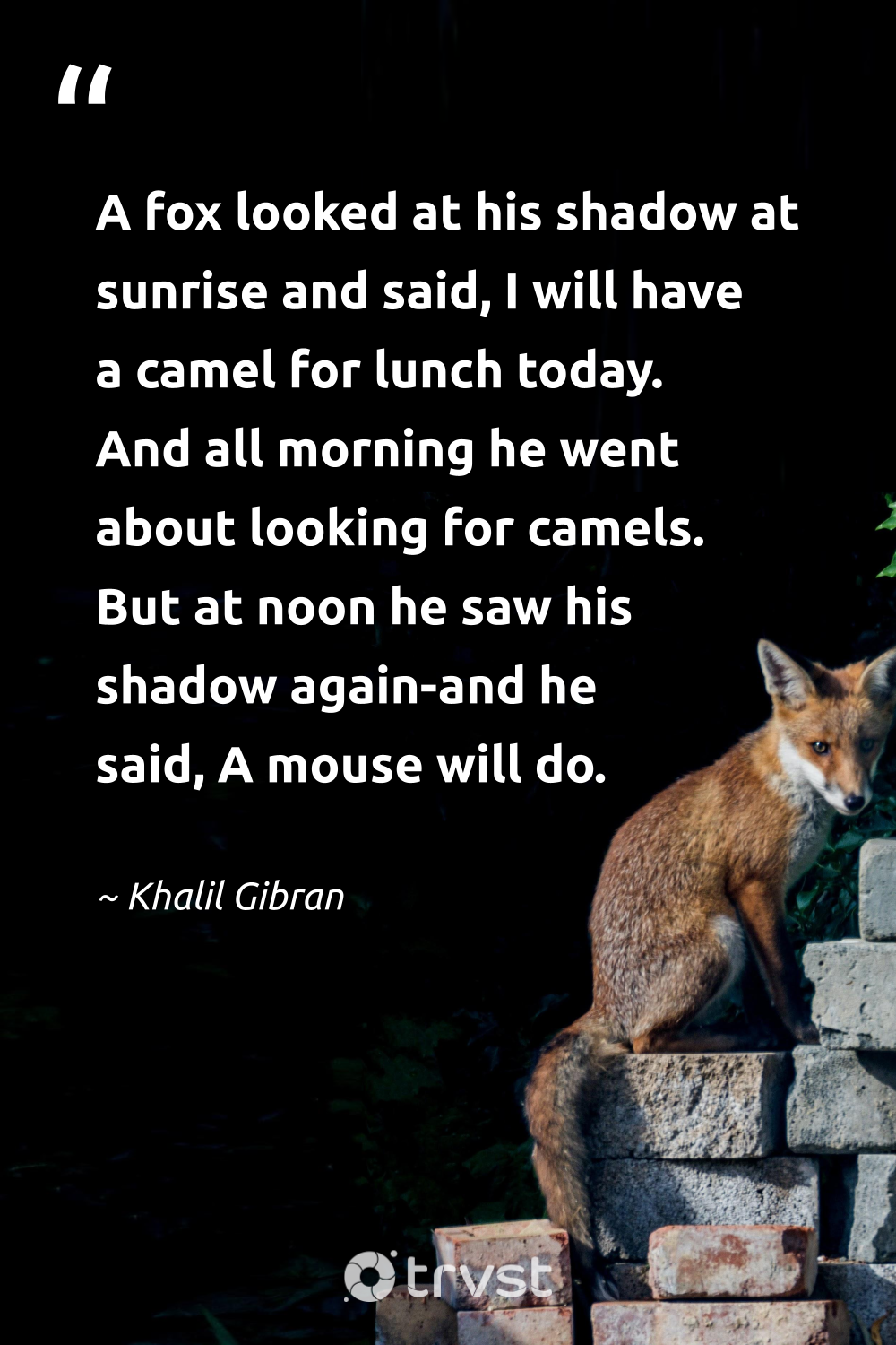 40 Fascinating Fox Quotes about the Clever Canines (2024)
