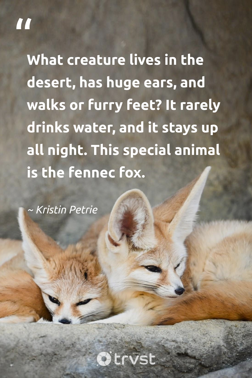 40 Fascinating Fox Quotes about the Clever Canines (2025)