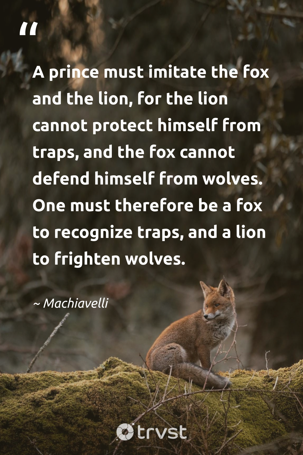 40 Fascinating Fox Quotes about the Clever Canines (2025)