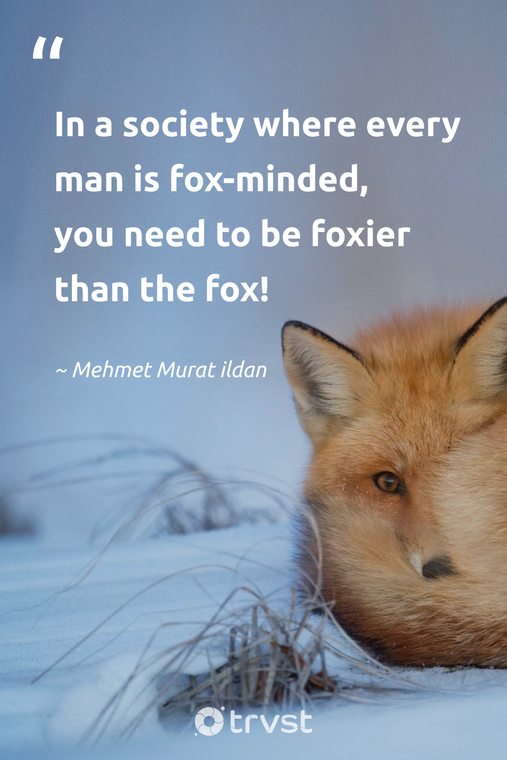 40 Fascinating Fox Quotes about the Clever Canines (2025)