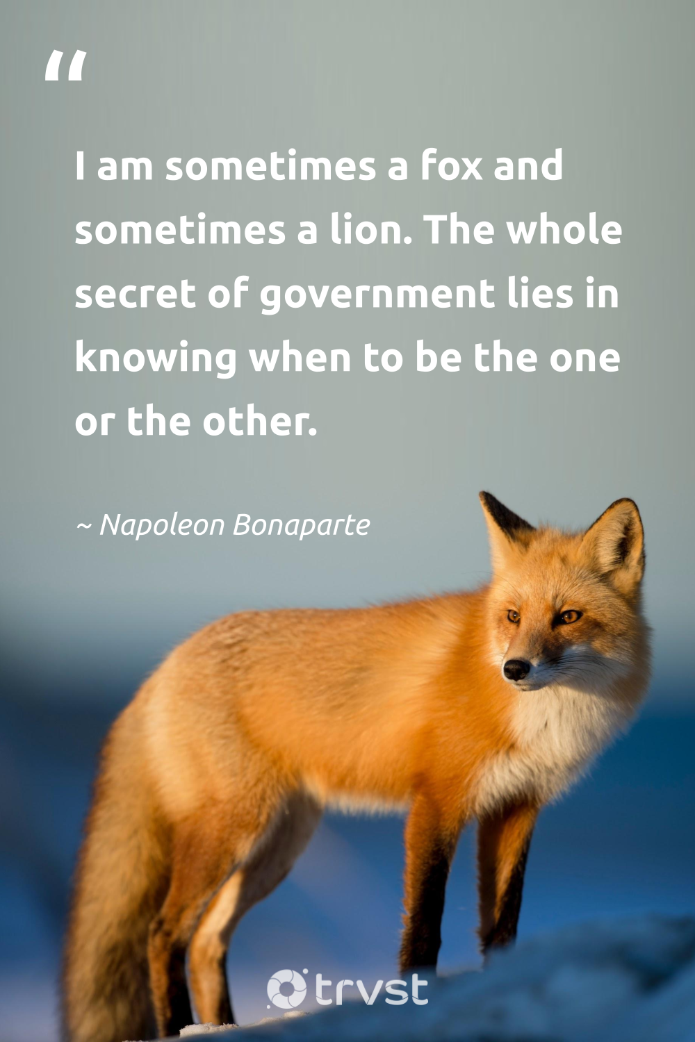 40 Fascinating Fox Quotes about the Clever Canines (2025)