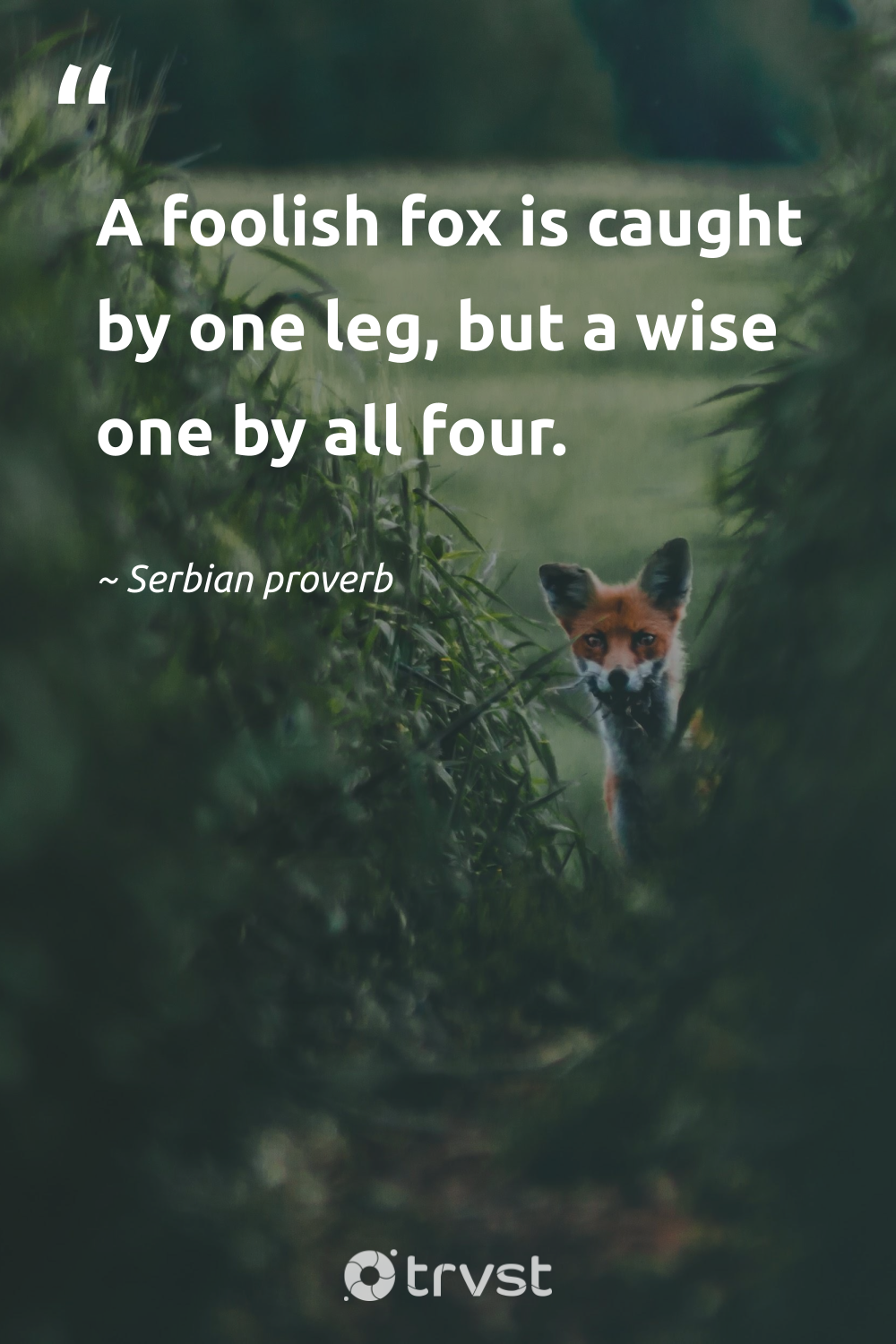 40 Fascinating Fox Quotes about the Clever Canines (2024)