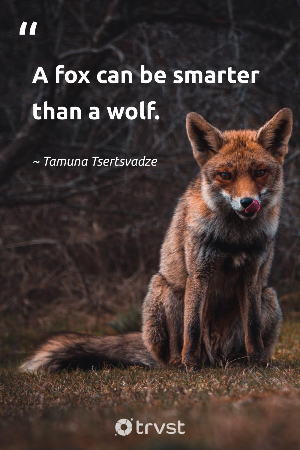 40 Fascinating Fox Quotes about the Clever Canines (2025)