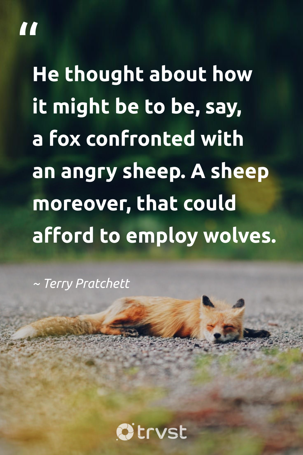 40 Fascinating Fox Quotes about the Clever Canines (2024)