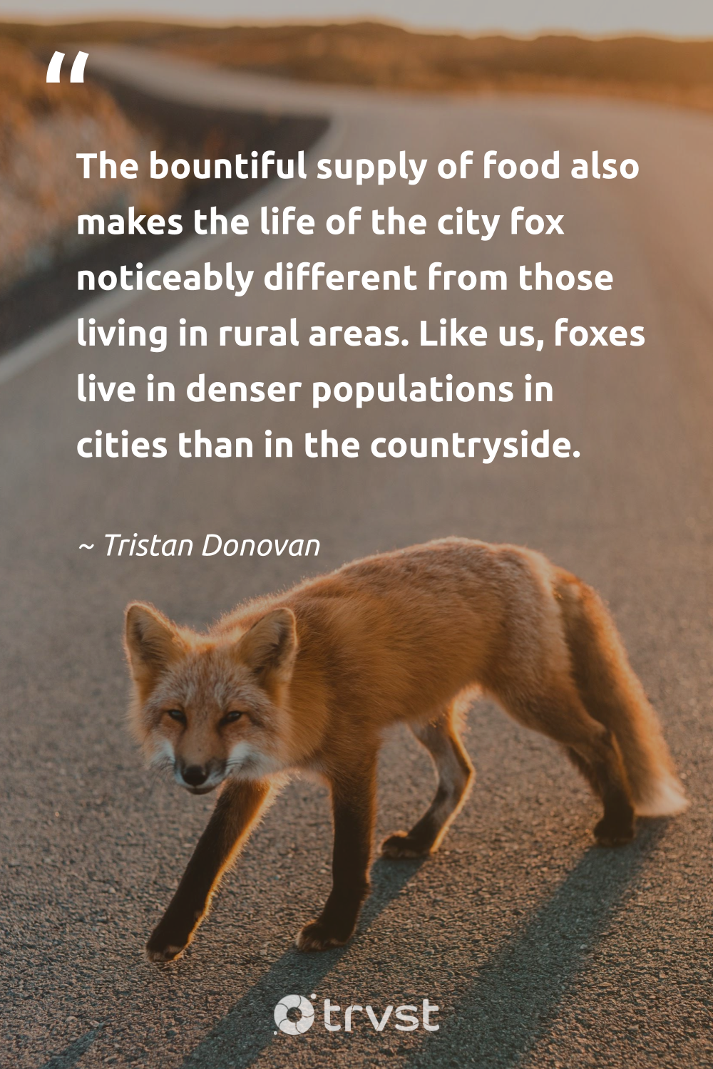 40 Fascinating Fox Quotes about the Clever Canines (2025)