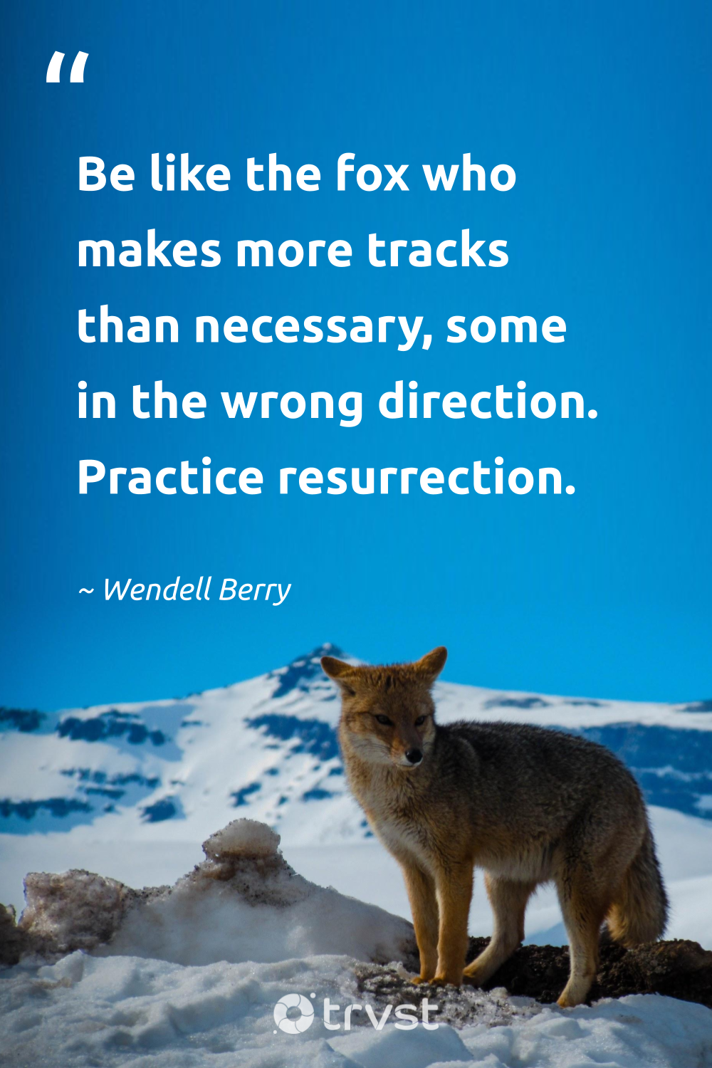 40 Fascinating Fox Quotes about the Clever Canines (2024)