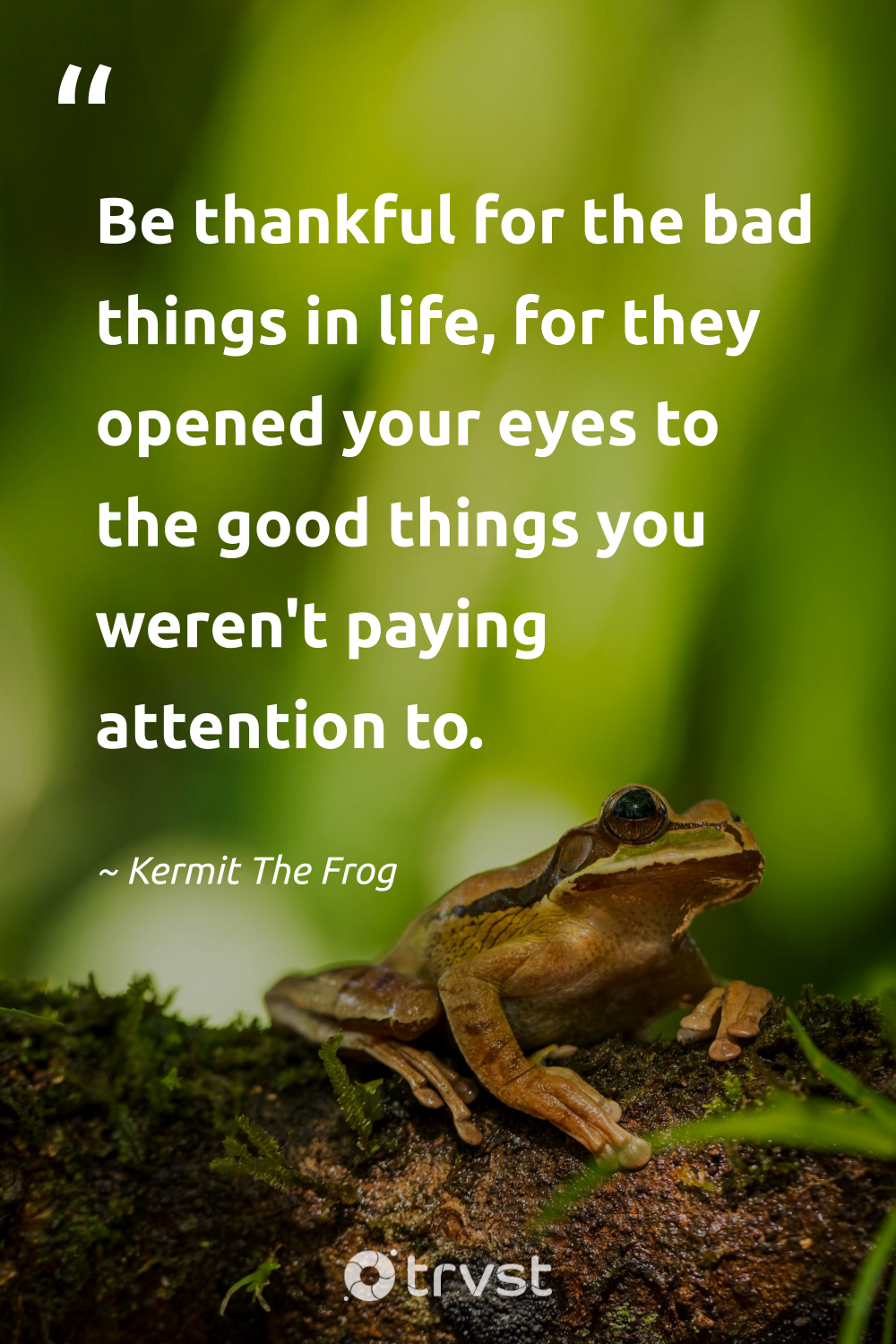 27 Frog Quotes about the Diverse Amphibians