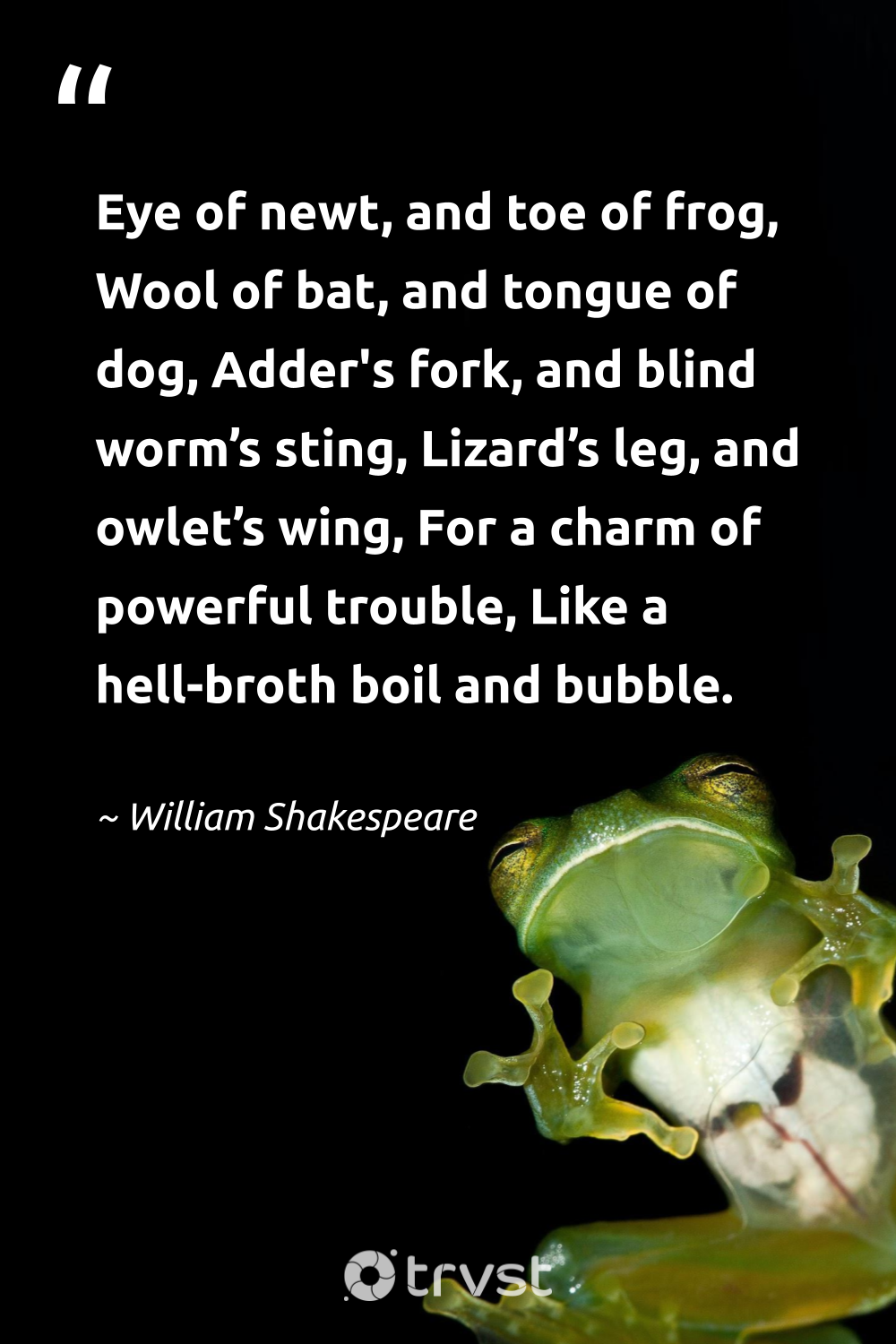 27 Frog Quotes about the Diverse Amphibians