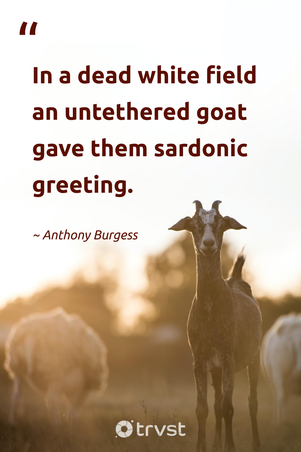 20 Goat Quotes And Sayings About The Bleating Creature (2025)