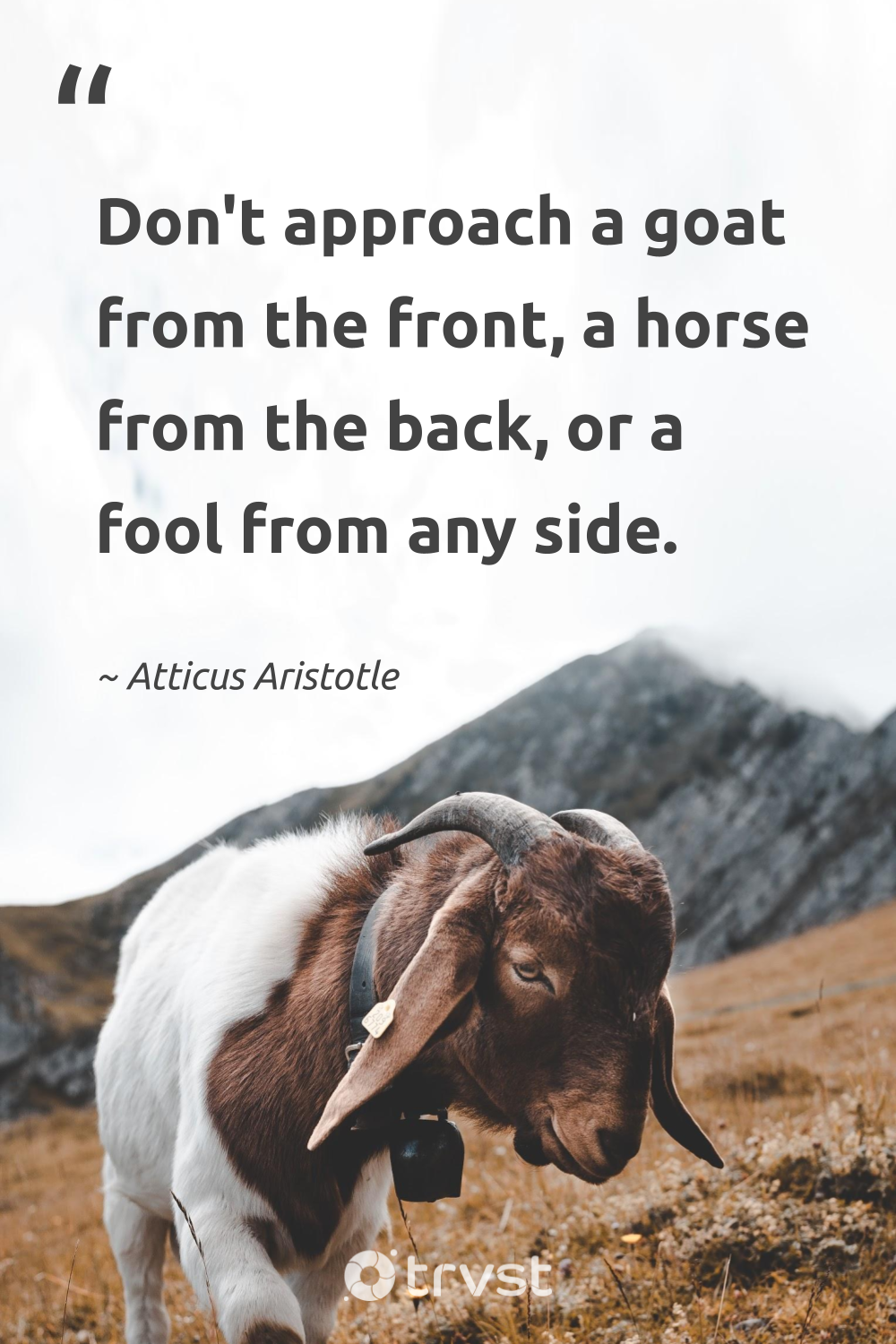 20 Goat Quotes And Sayings About The Bleating Creature (2025)