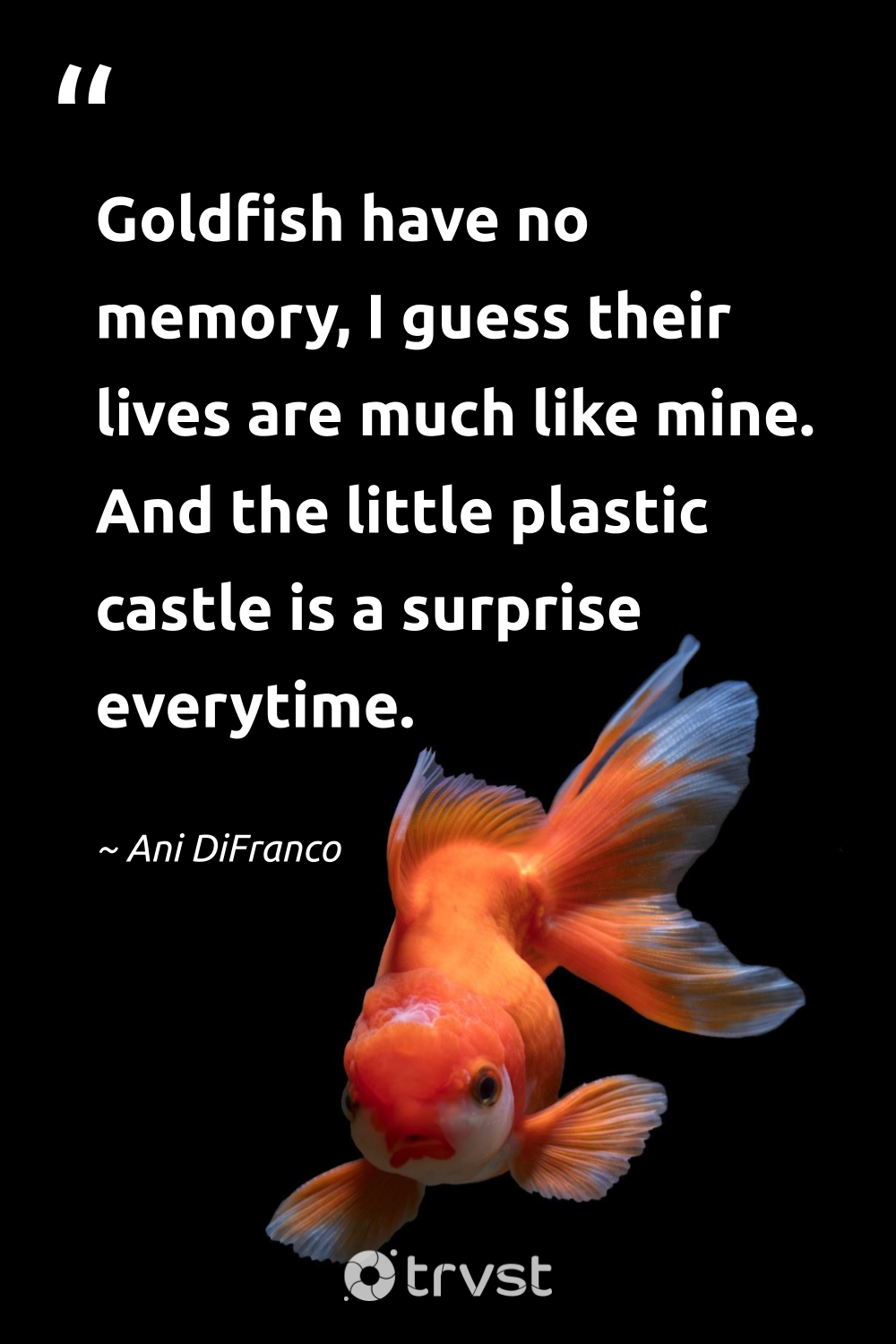 17 Goldfish Quotes About The Golden Gliders