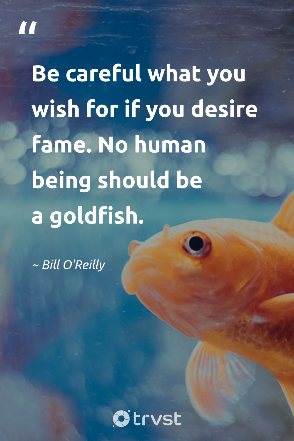 17 Goldfish Quotes About The Golden Gliders