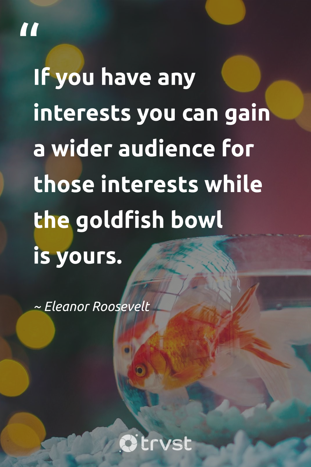 17 Goldfish Quotes About The Golden Gliders