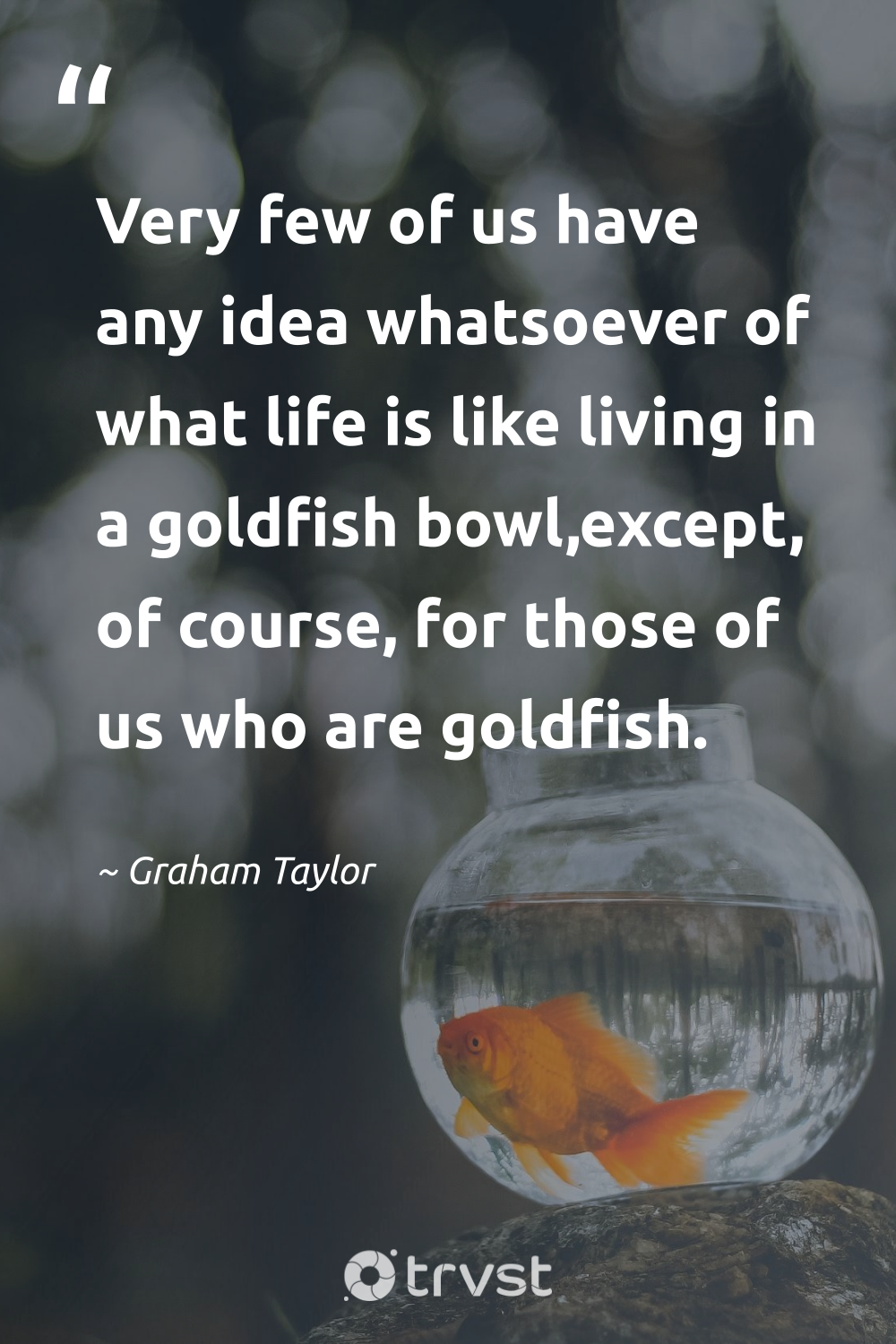 17 Goldfish Quotes About The Golden Gliders