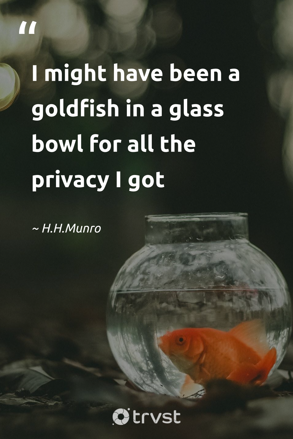 17 Goldfish Quotes About The Golden Gliders