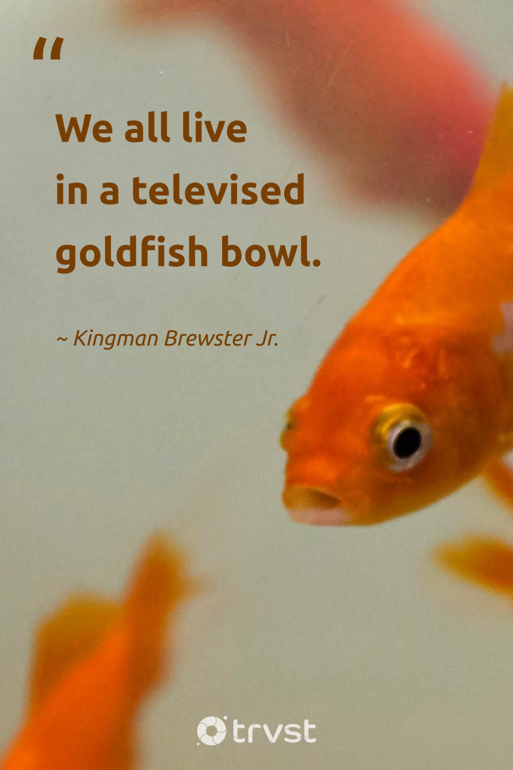 17 Goldfish Quotes About The Golden Gliders