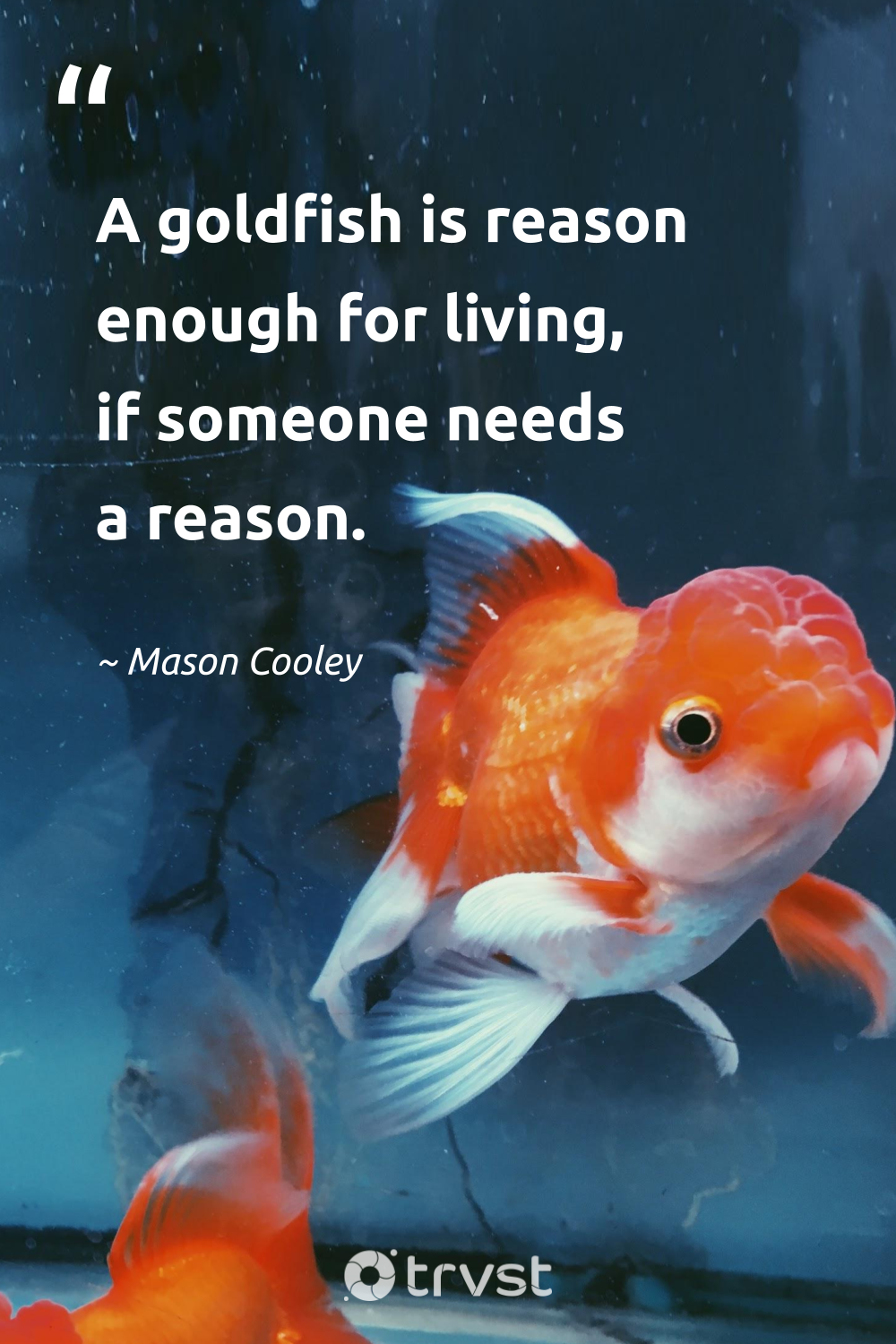 17 Goldfish Quotes About The Golden Gliders