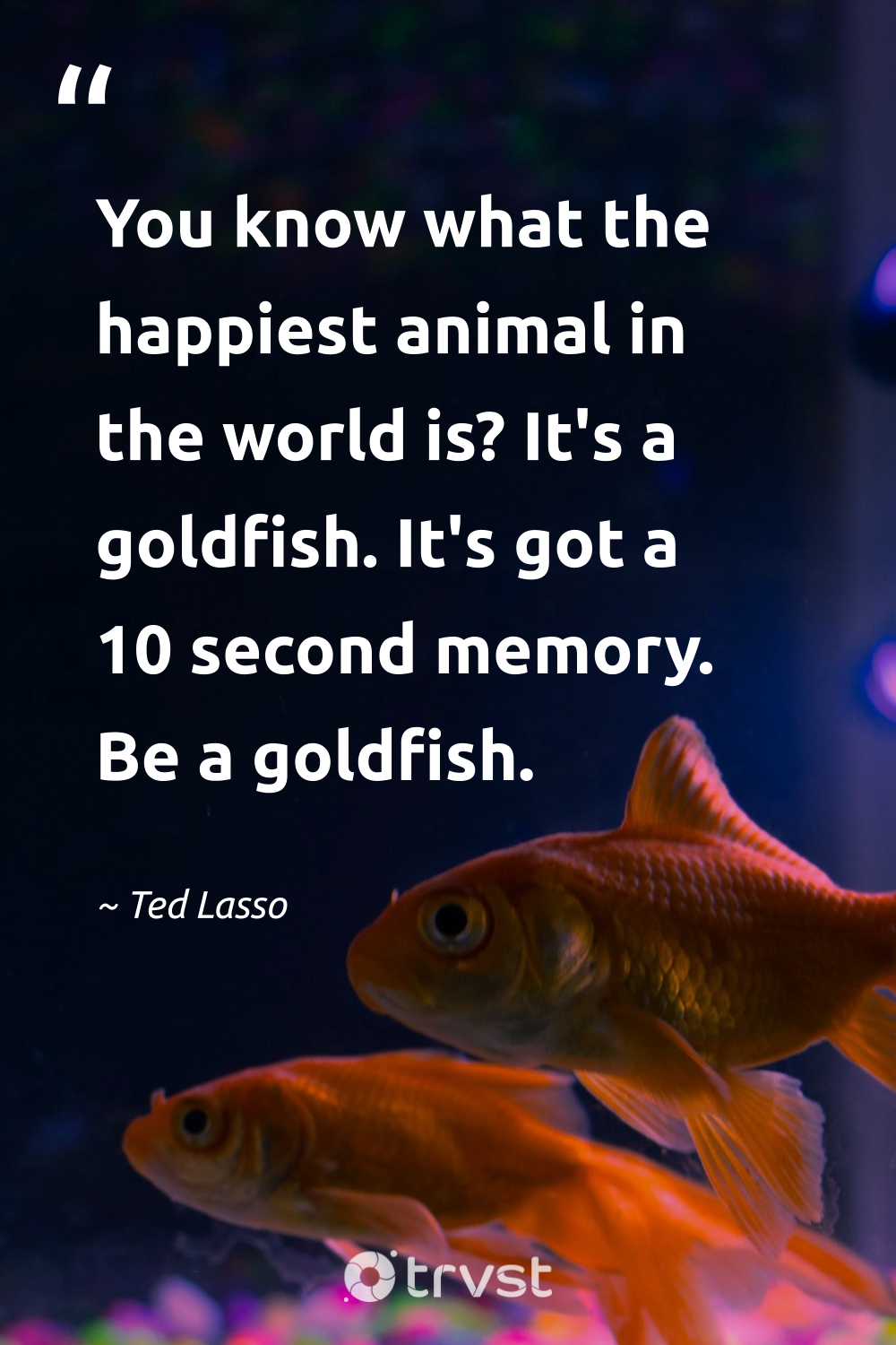 17 Goldfish Quotes About The Golden Gliders